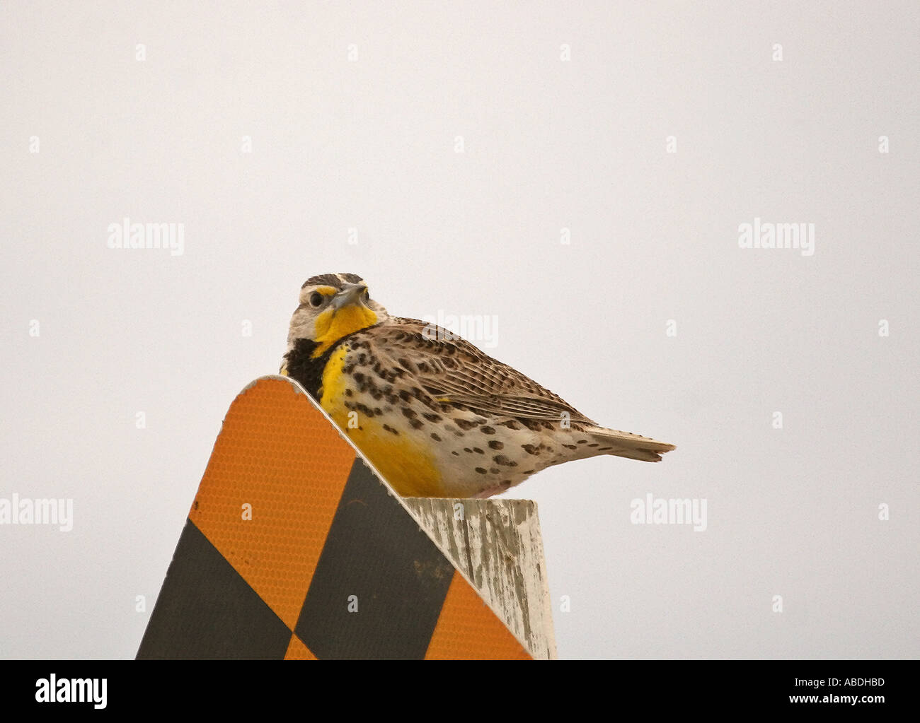 Western Meadowlark on sign in scenic Saskatchewan Canada Stock Photo ...