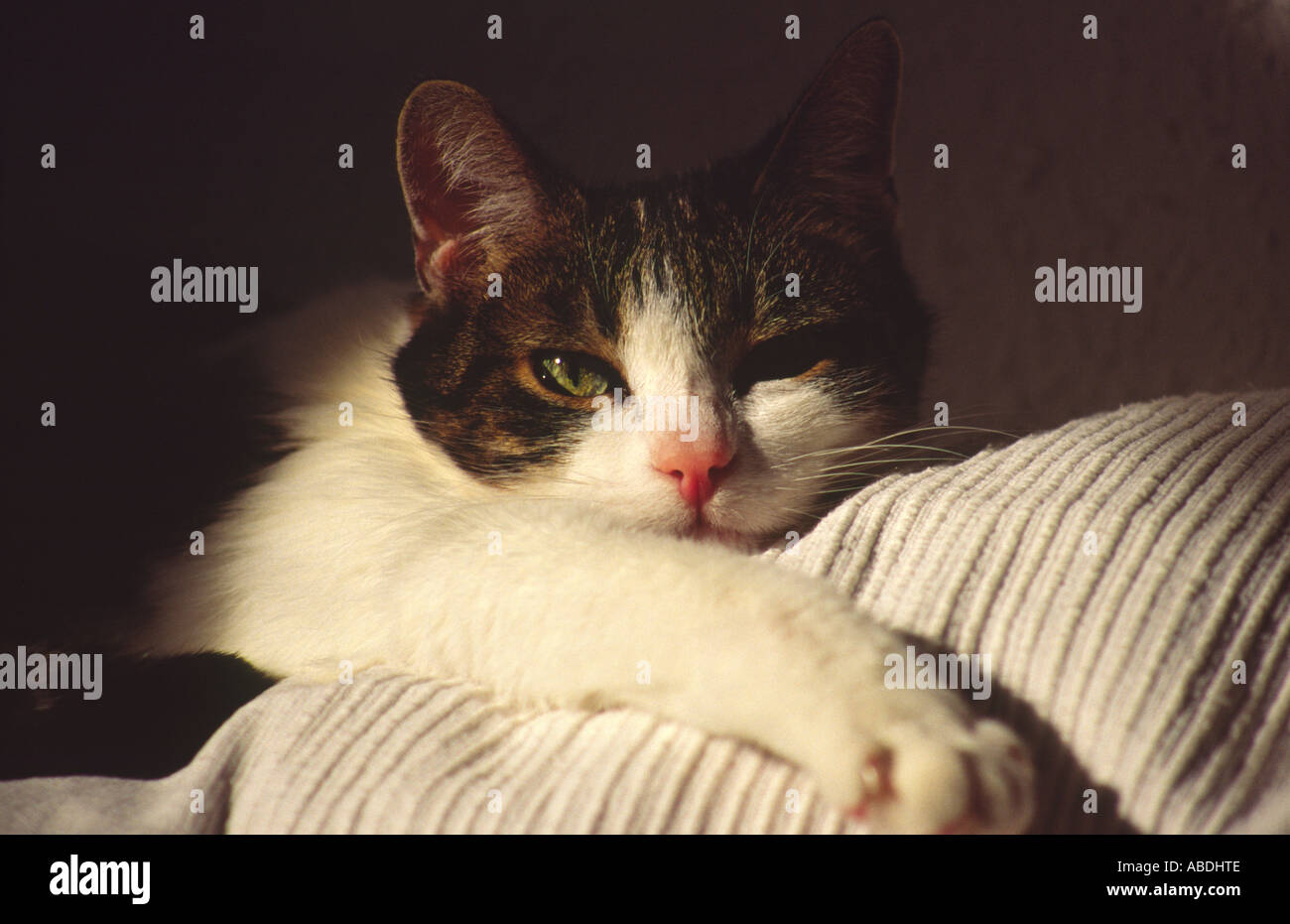 Cat movements hi-res stock photography and images - Alamy