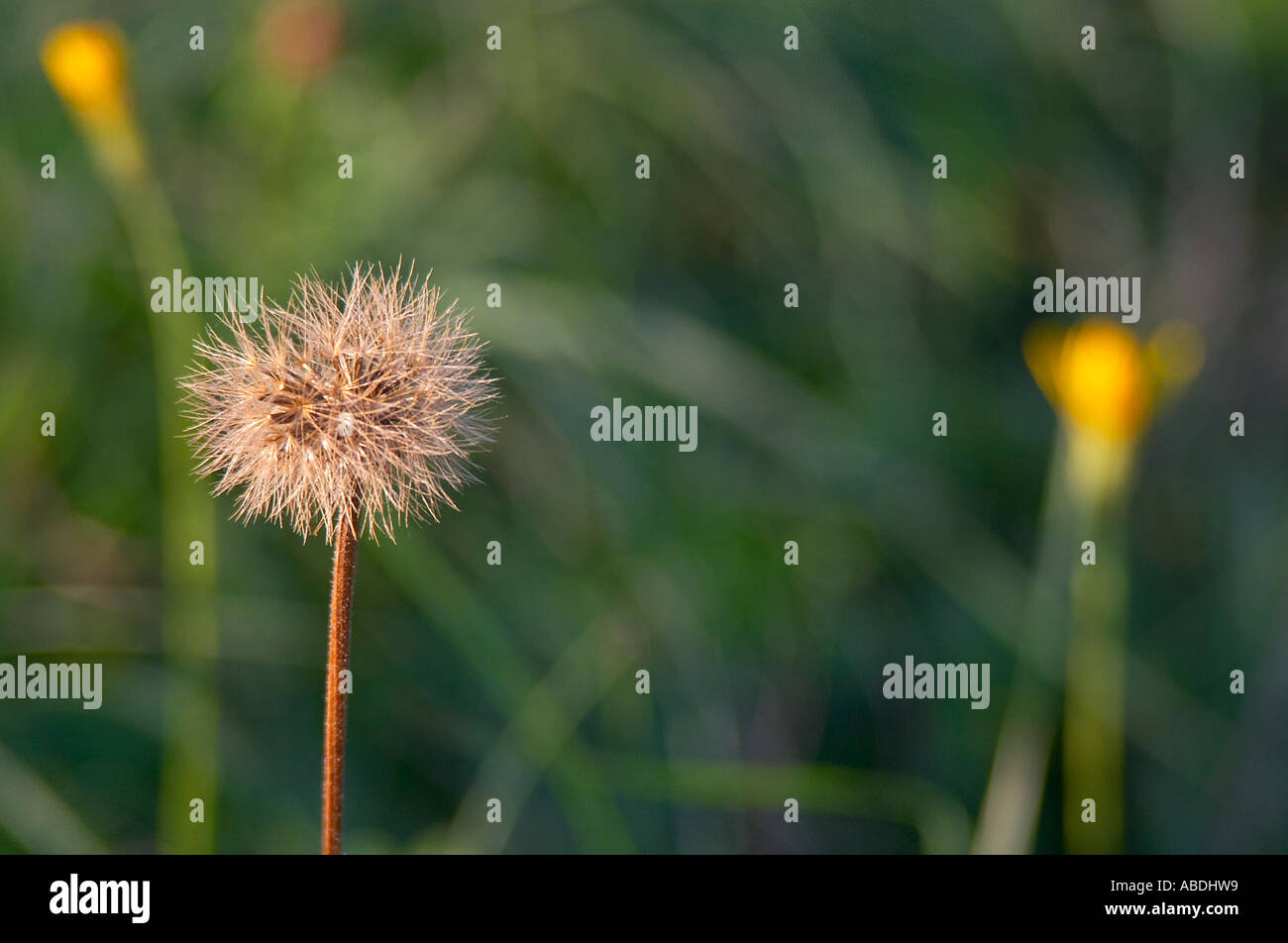 withered composite plant Stock Photo - Alamy