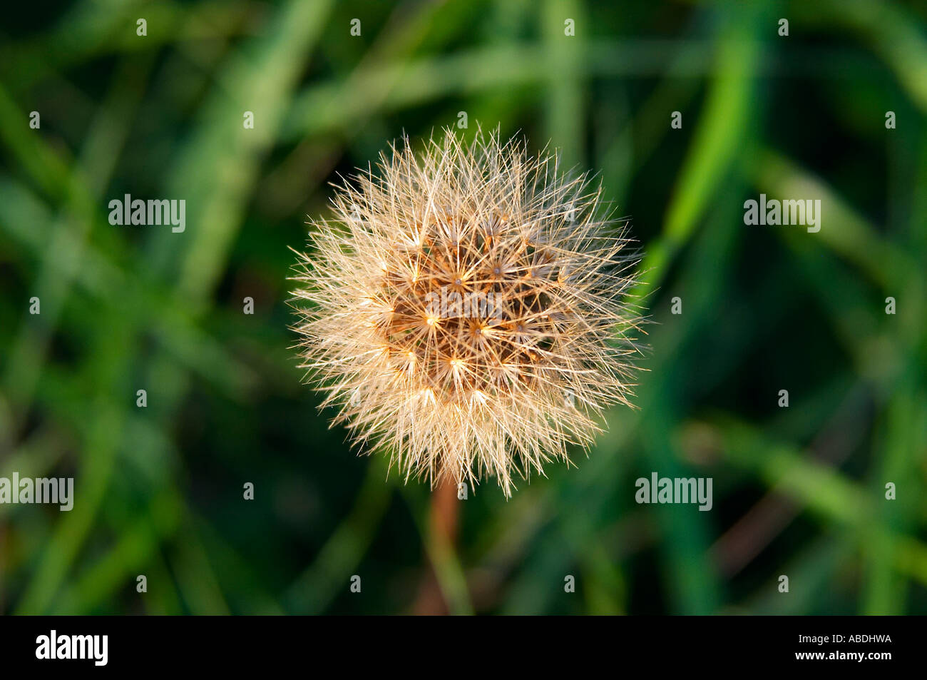 withered composite plant Stock Photo - Alamy