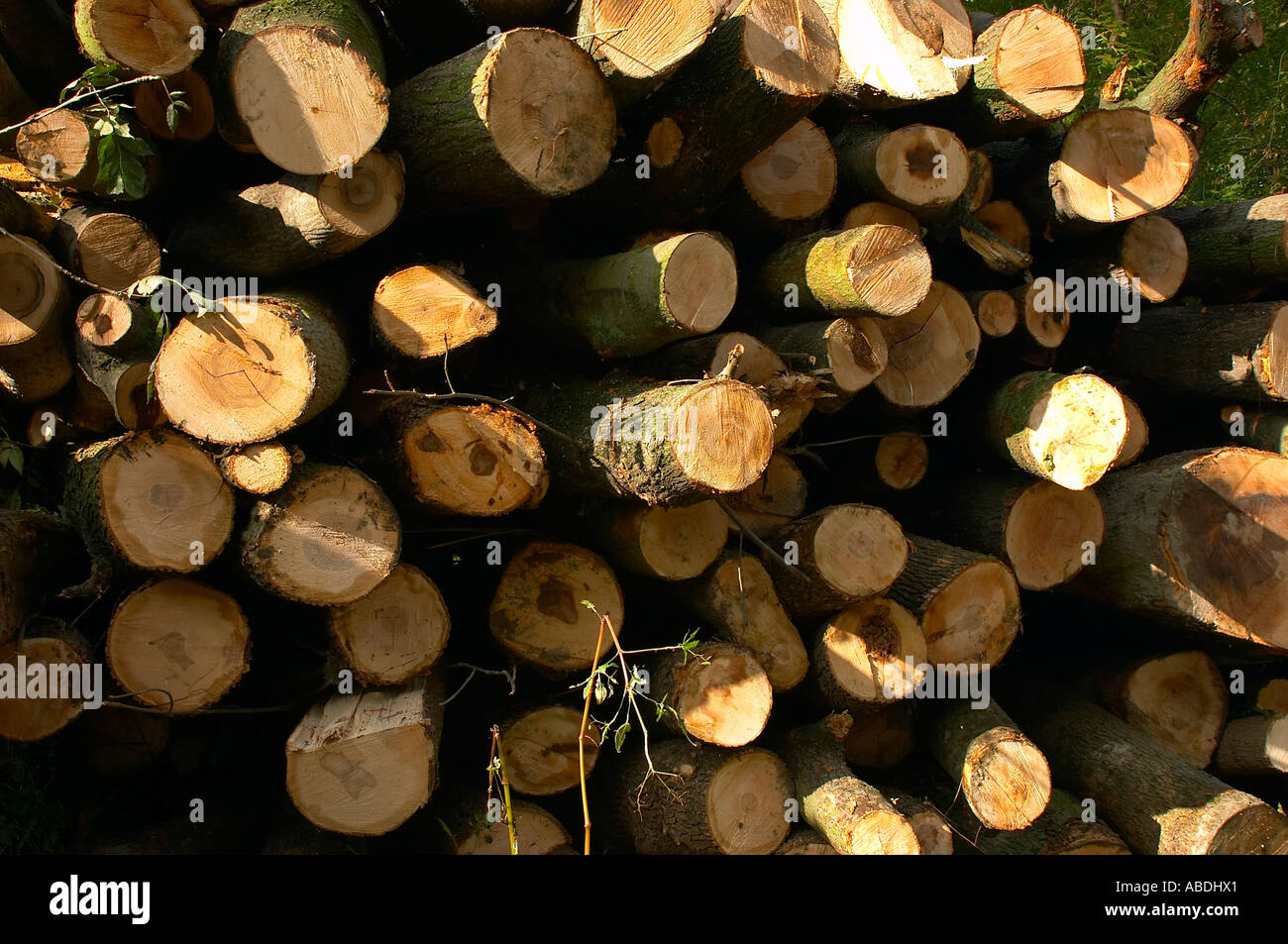 Pile of fuelwood hi-res stock photography and images - Alamy