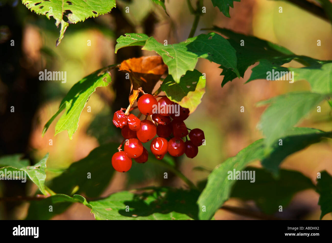 common snowball (viburnum opulus Stock Photo - Alamy