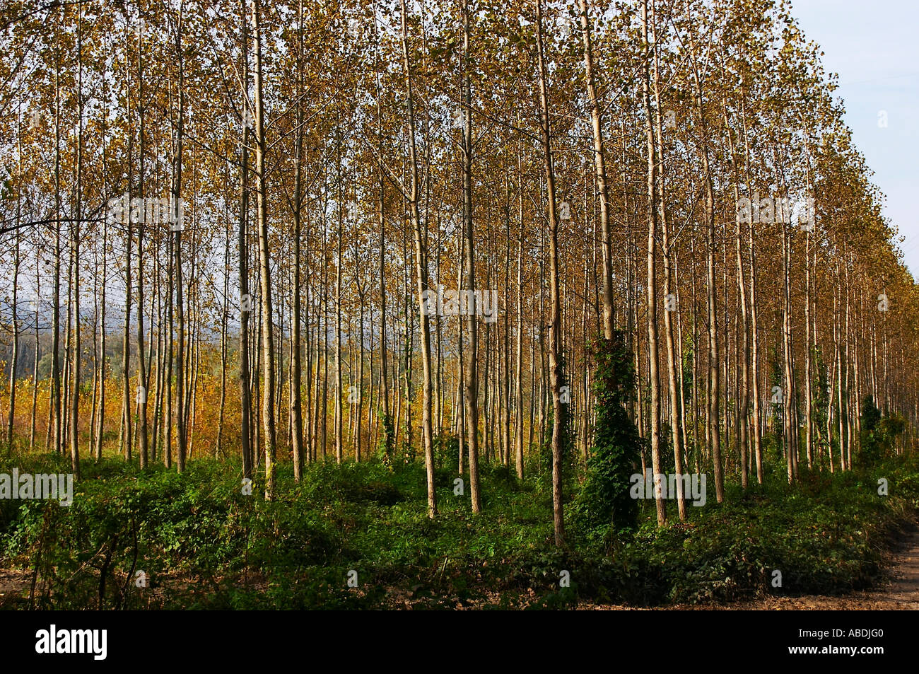 Populus sp hi-res stock photography and images - Alamy