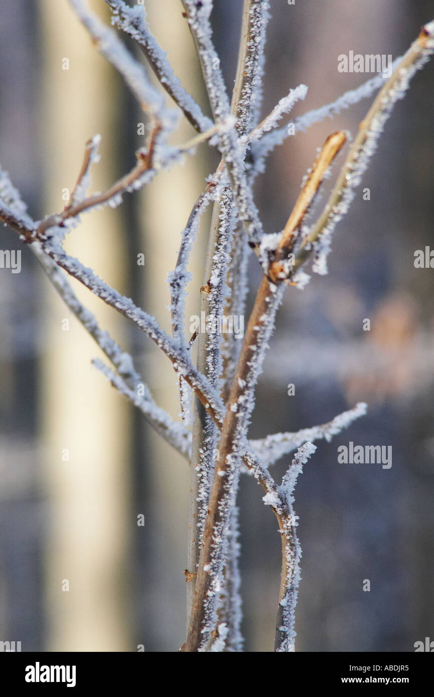 Glazed trees branches hi-res stock photography and images - Alamy