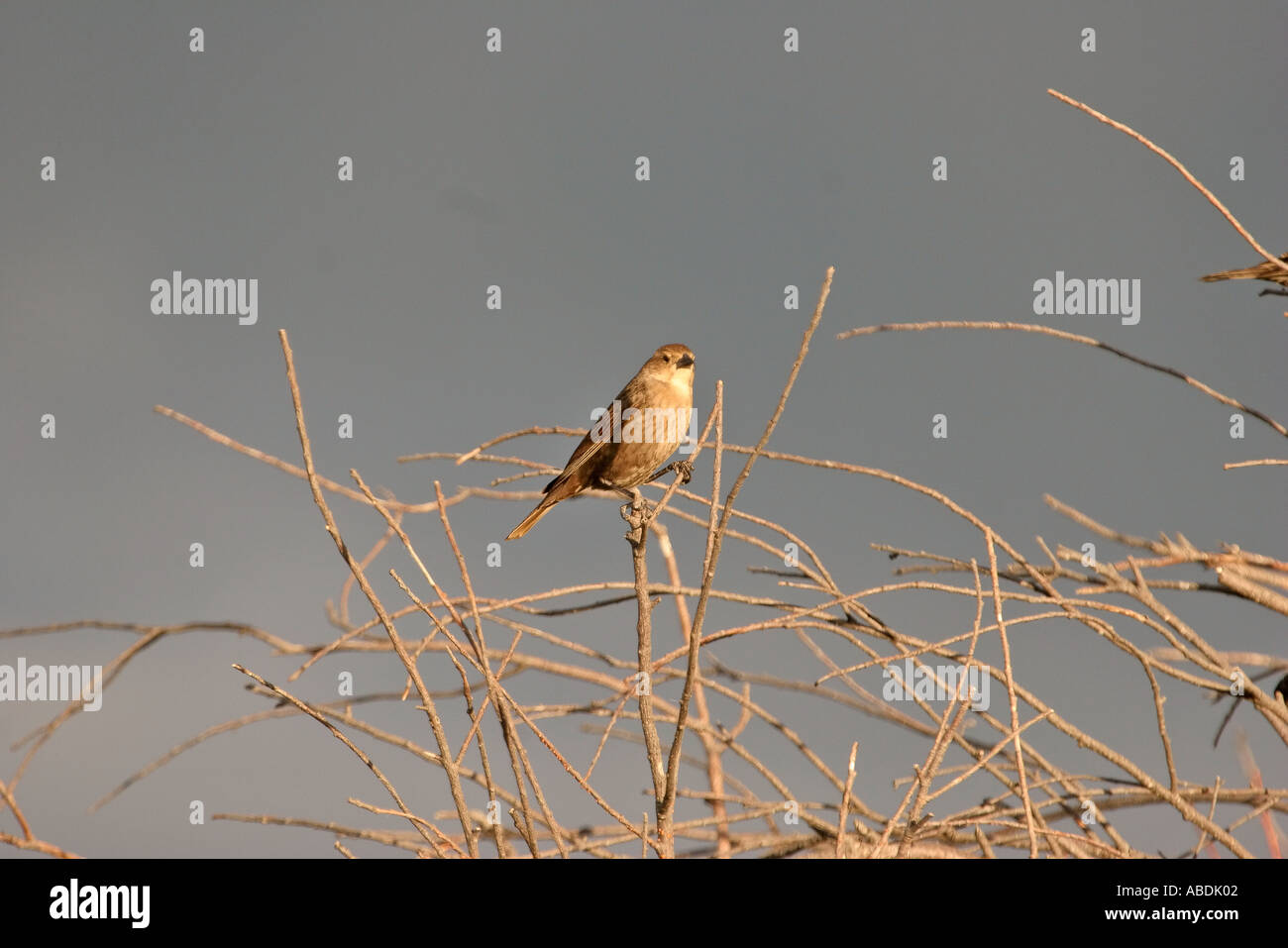A Flycatcher in tree in scenic Saskatchewan Canada Stock Photo - Alamy
