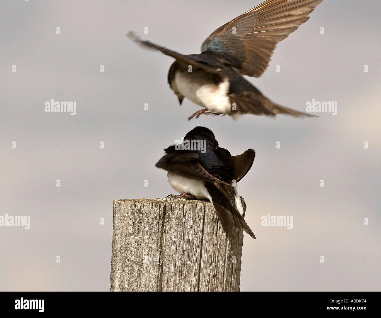 Mating tree swallows hi-res stock photography and images - Alamy