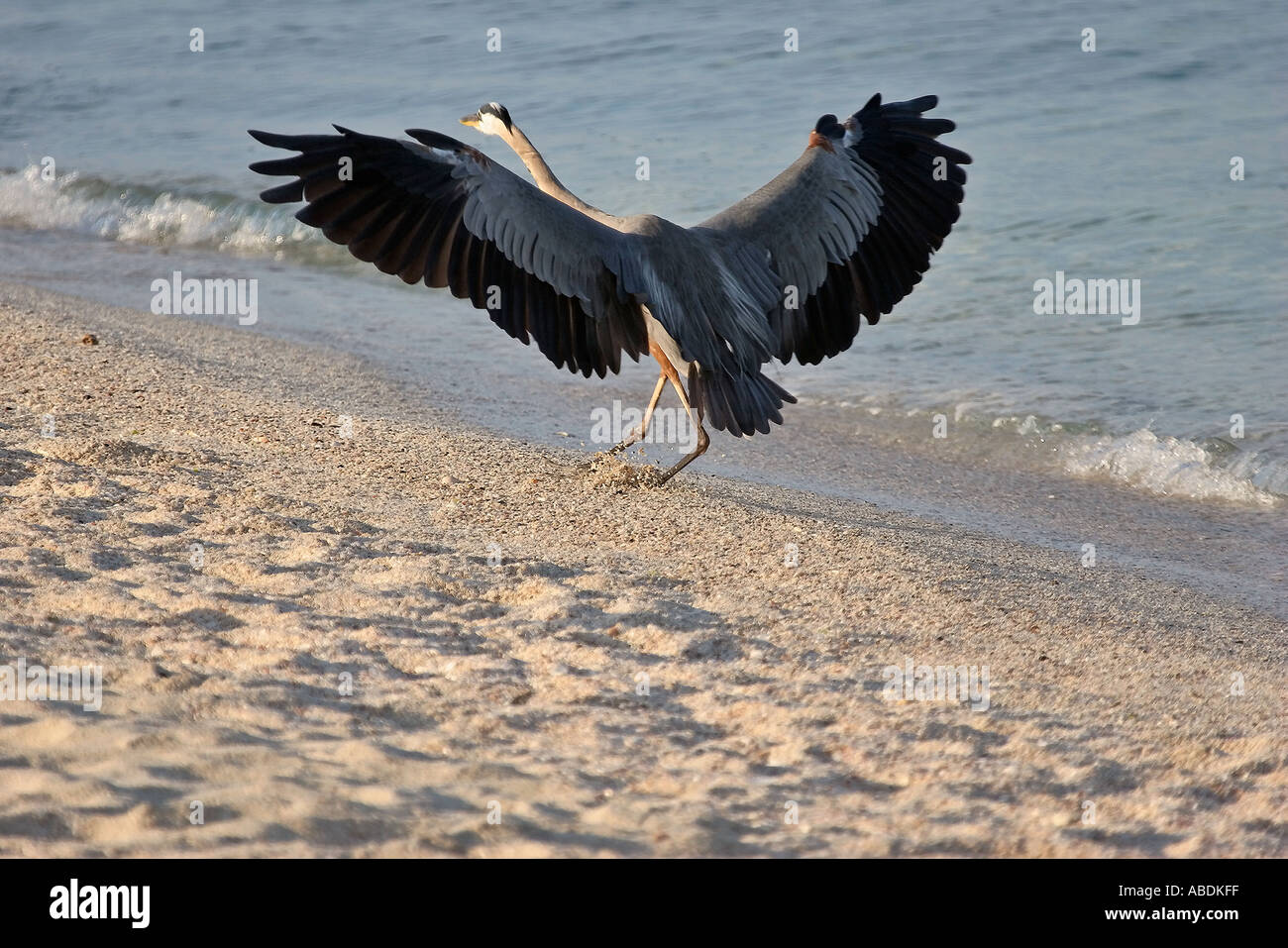 Great Blue Heron taking off in flight in scenic Florida USA Stock Photo ...