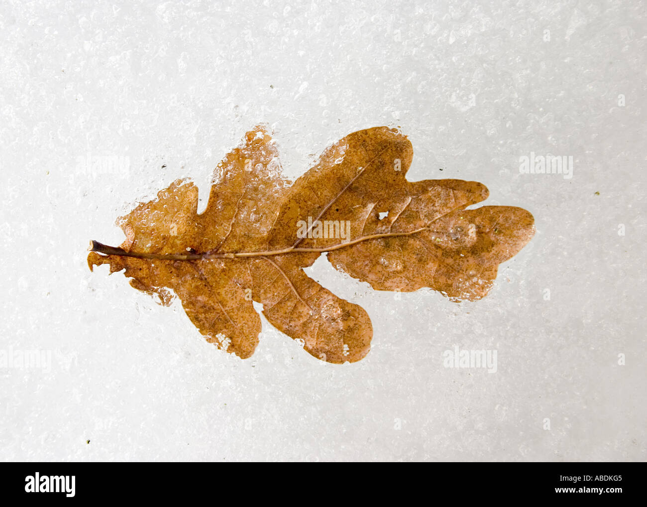 Frozen leaf in ice Stock Photo - Alamy