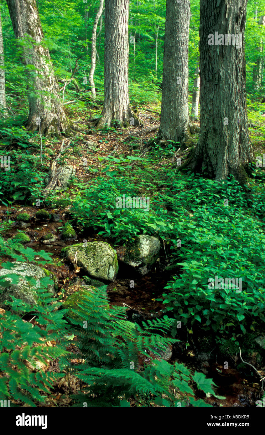 Sugar Maples, Acer saccharum, in an old growth hardwood forest in The ...