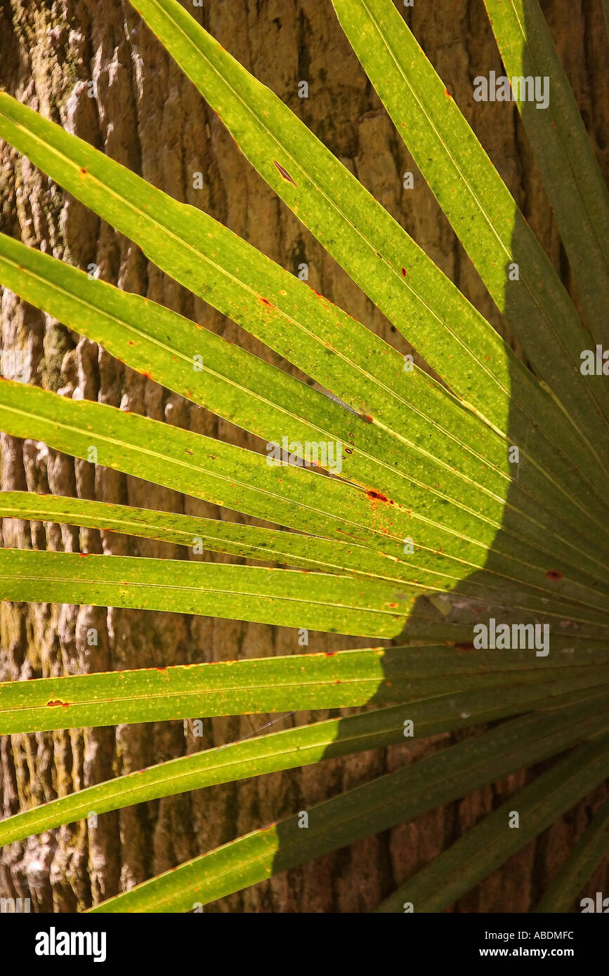 Large fern leaves hi-res stock photography and images - Alamy