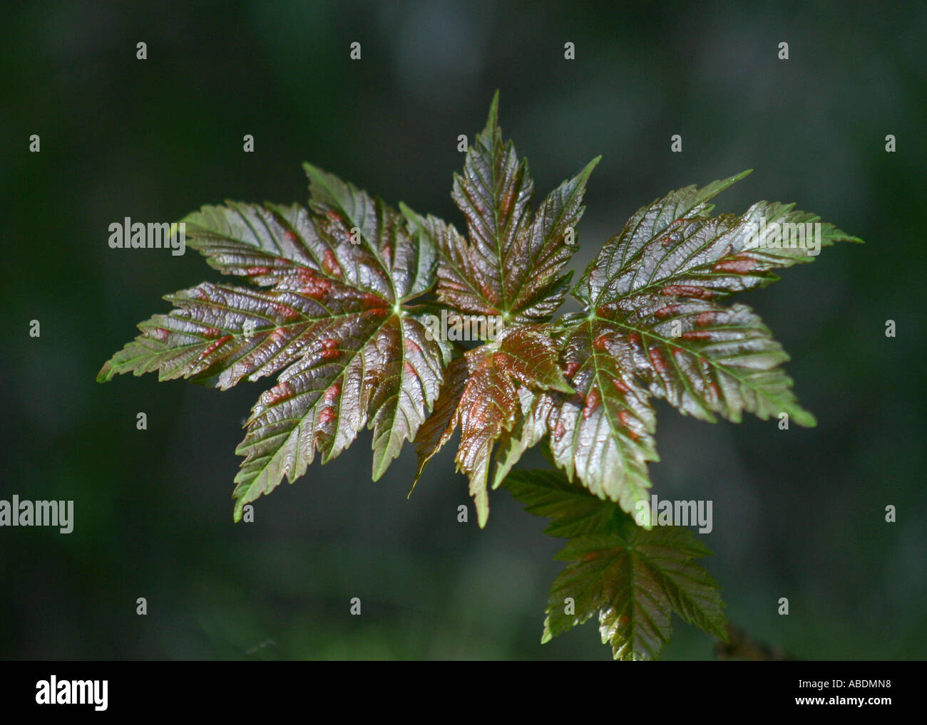 Leaf disorders hi-res stock photography and images - Alamy