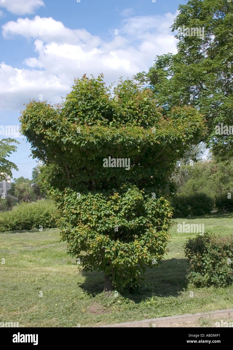 Green shrub sculpted like a smiling face with a hat Stock Photo - Alamy