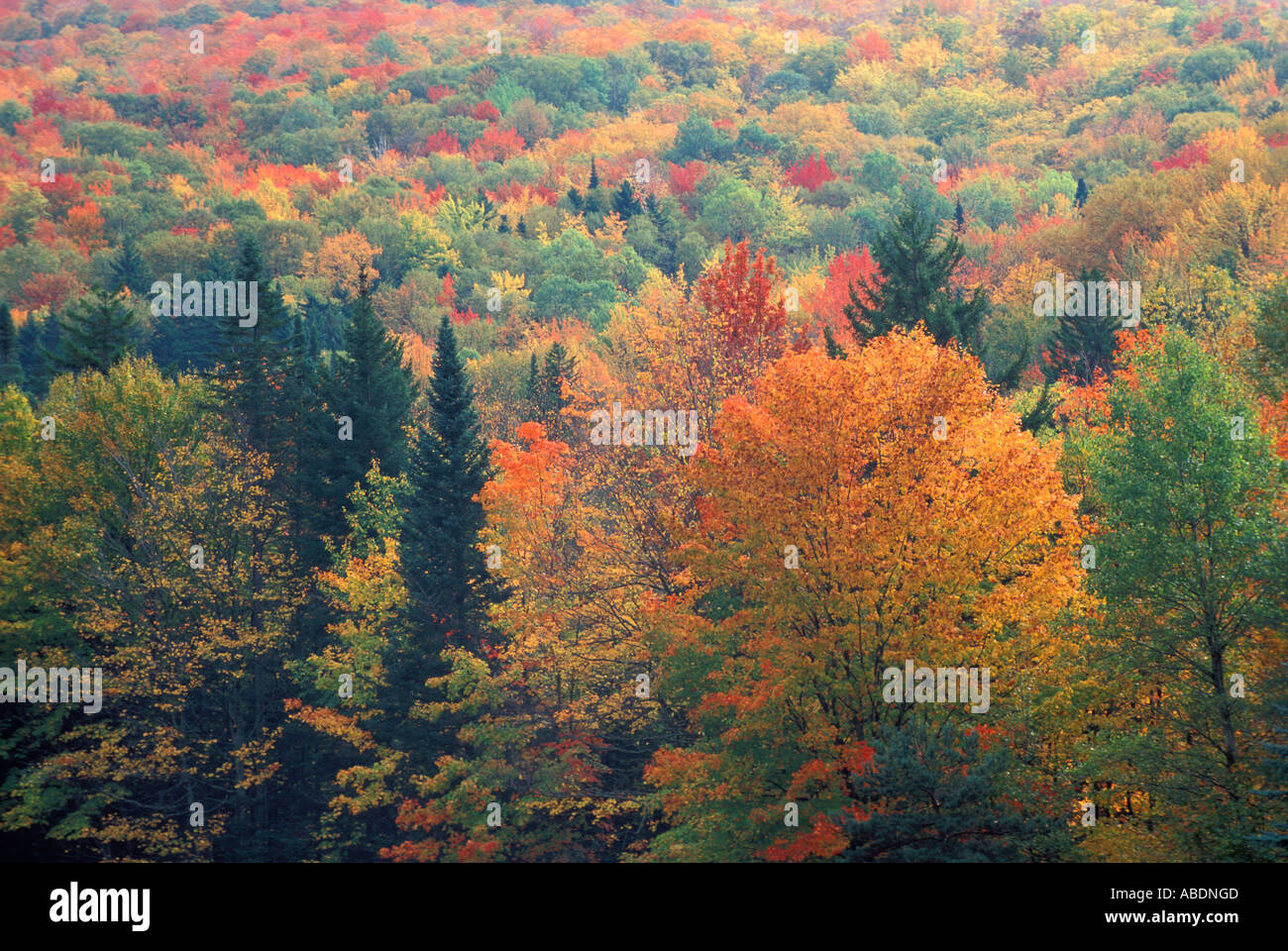 Northern hardwood forest in fall Twin Mountain NH White Mountain N F NH ...