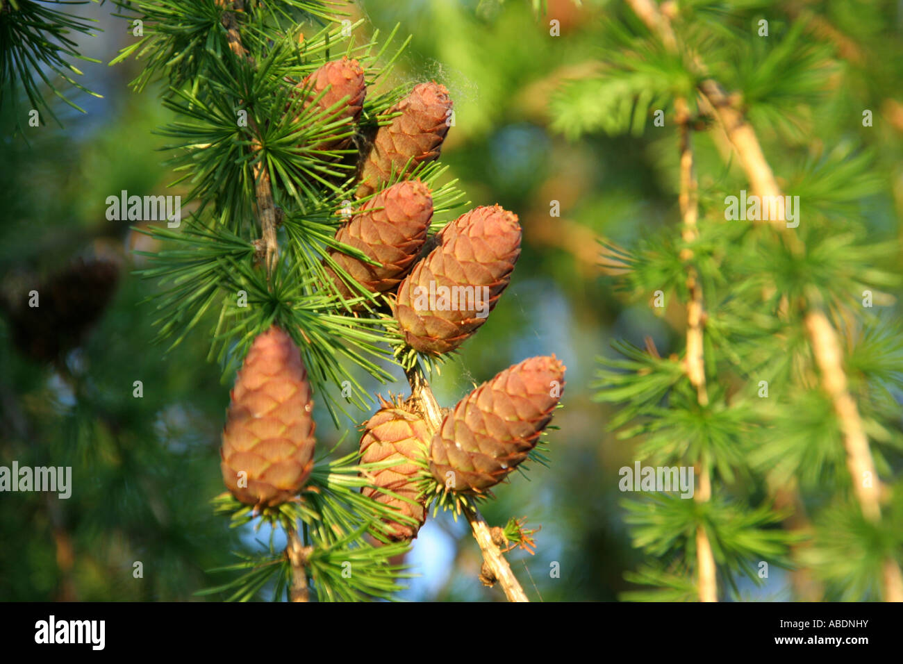 Larch tree cones Stock Photo - Alamy