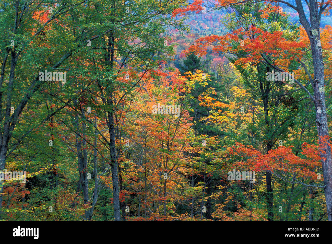 Fall in New England Northern hardwood forest near Mt Cleveland White ...