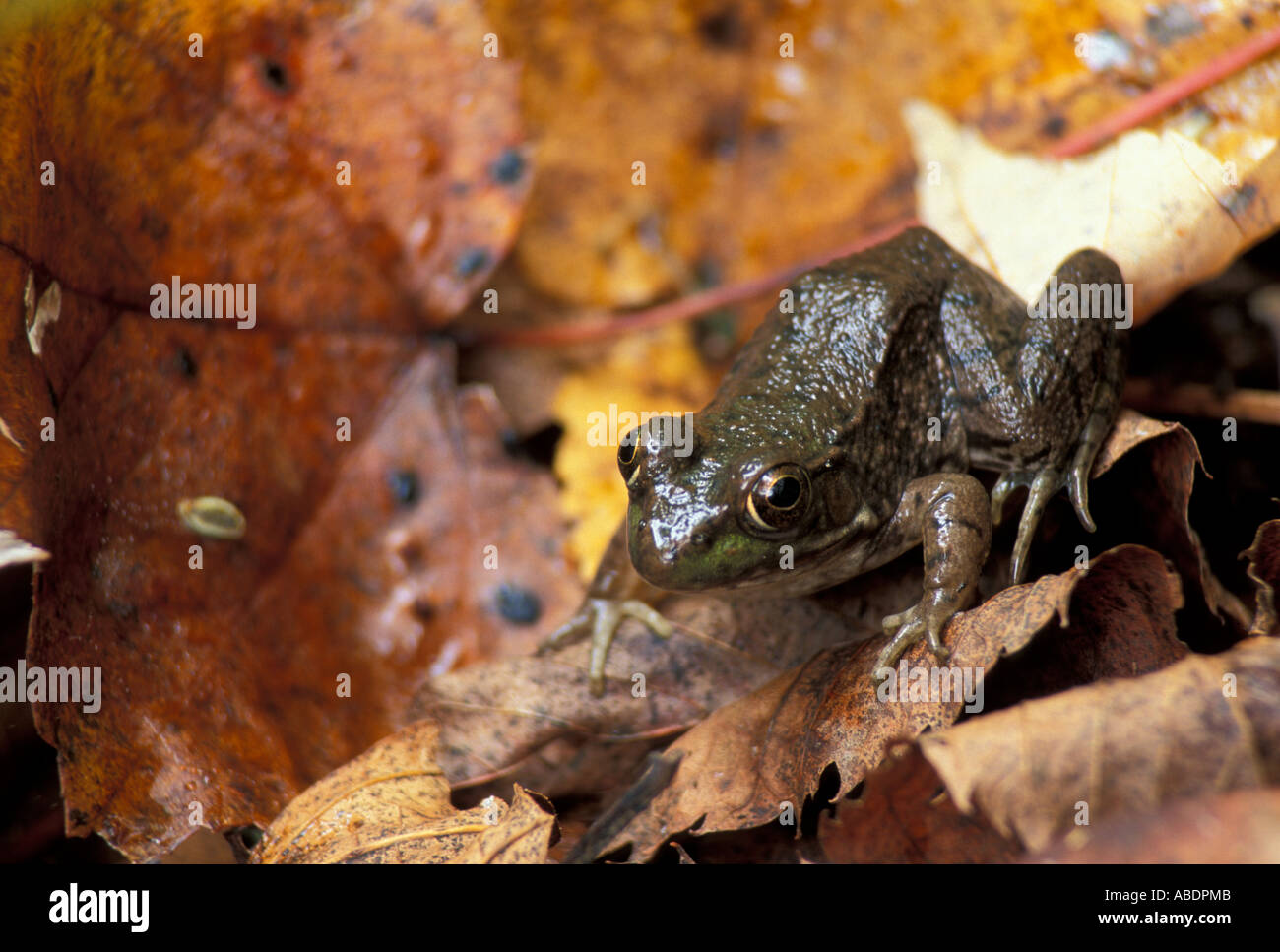 Durham NH Green frog Rana clamitans Amphibians Near the Lamprey River ...
