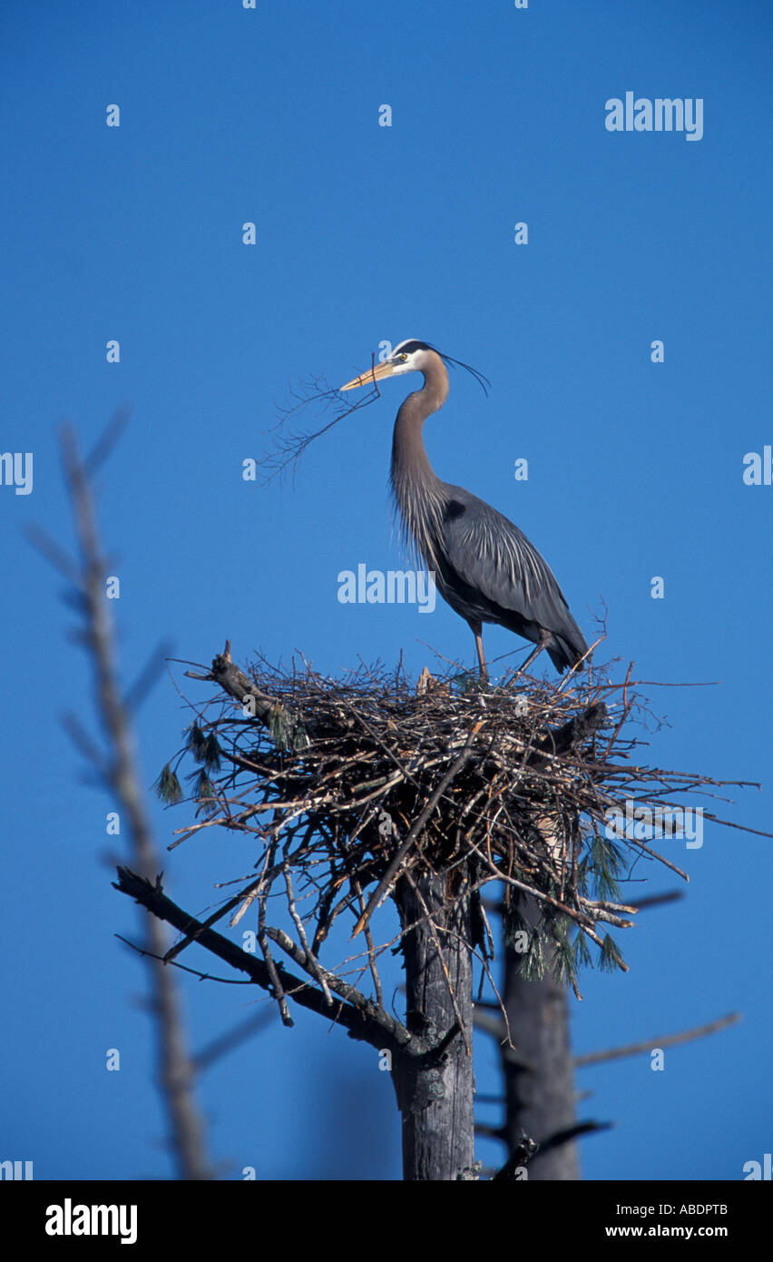 A Great Blue Heron Ardea herodias in a rookery on the Nature ...