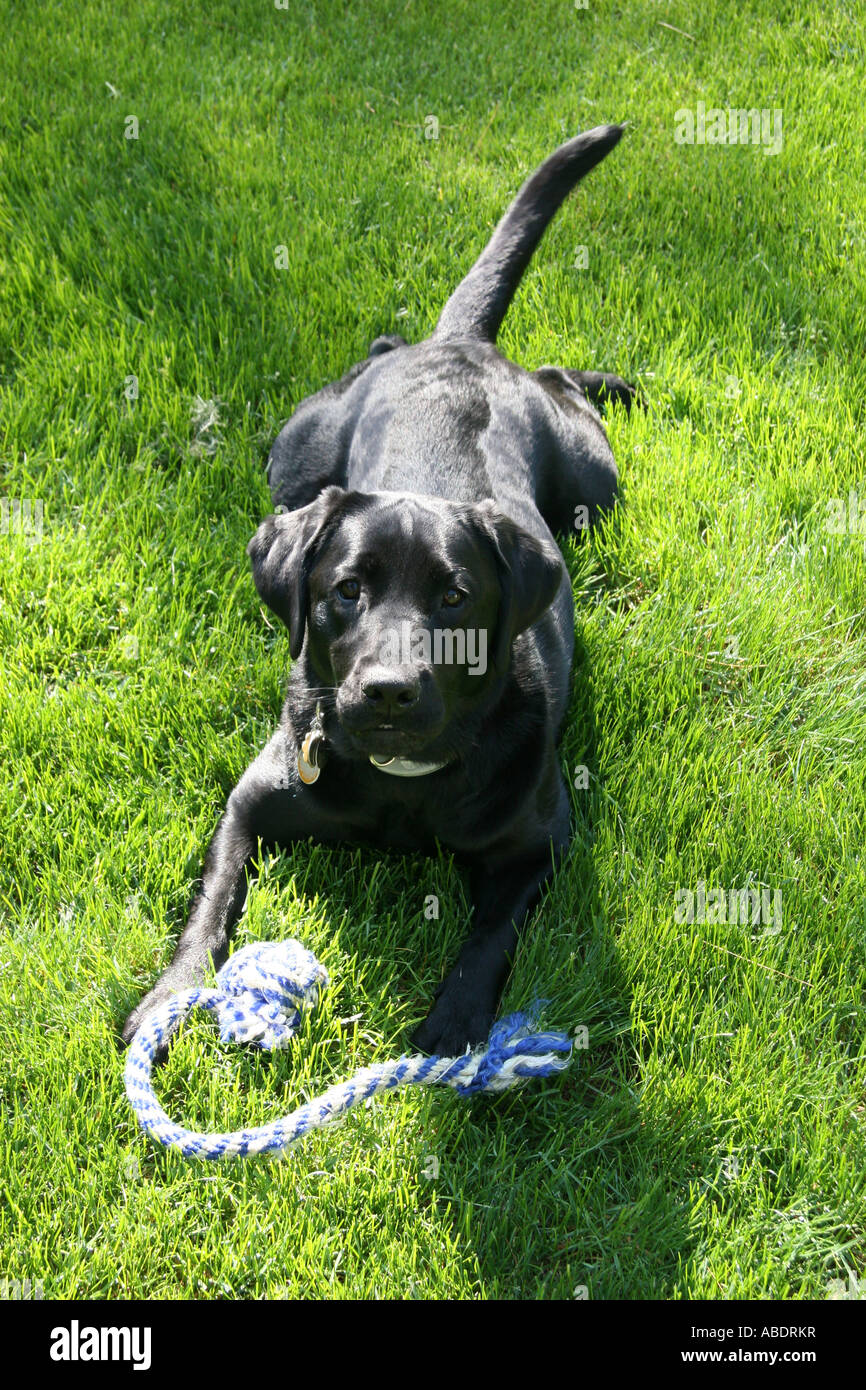 Black lab hi-res stock photography and images - Alamy