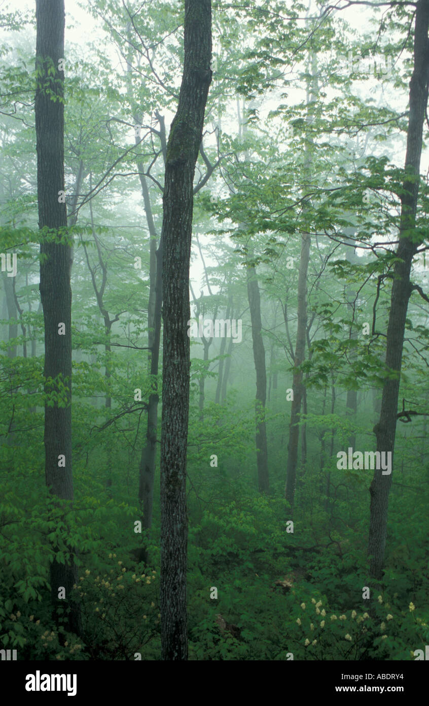 An old growth hardwood forest in The Bowl Natural Area Sugar Maples in ...