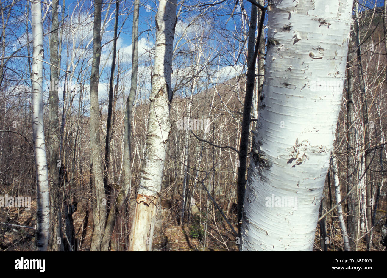 Paper birch trees repopulate the site of the former mill town of ...