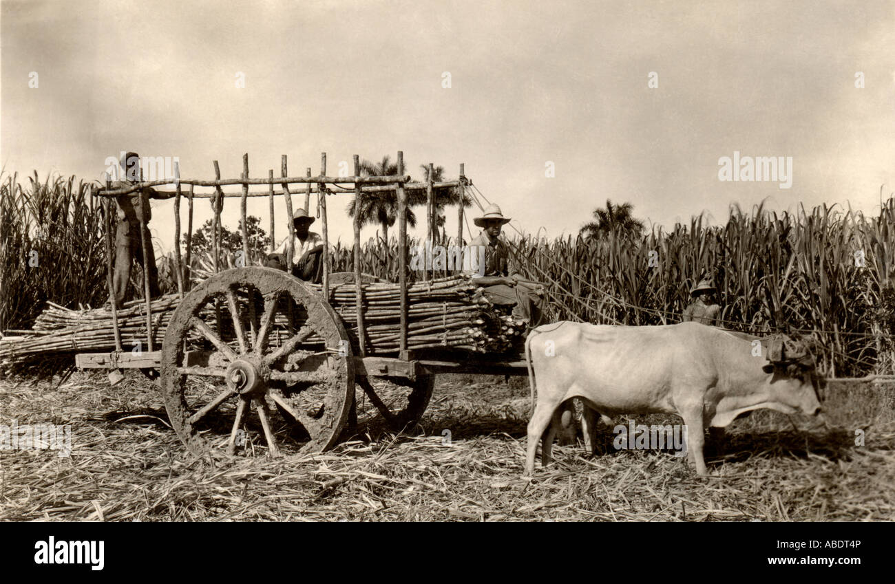Cart loaded with sugar cane in Havana Cuba Stock Photo - Alamy