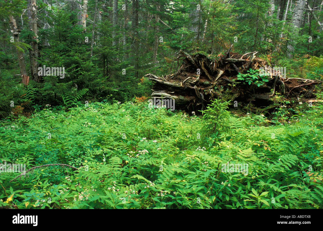 Old growth boreal forest Red spruce sapling Picea rubens grows in a ...