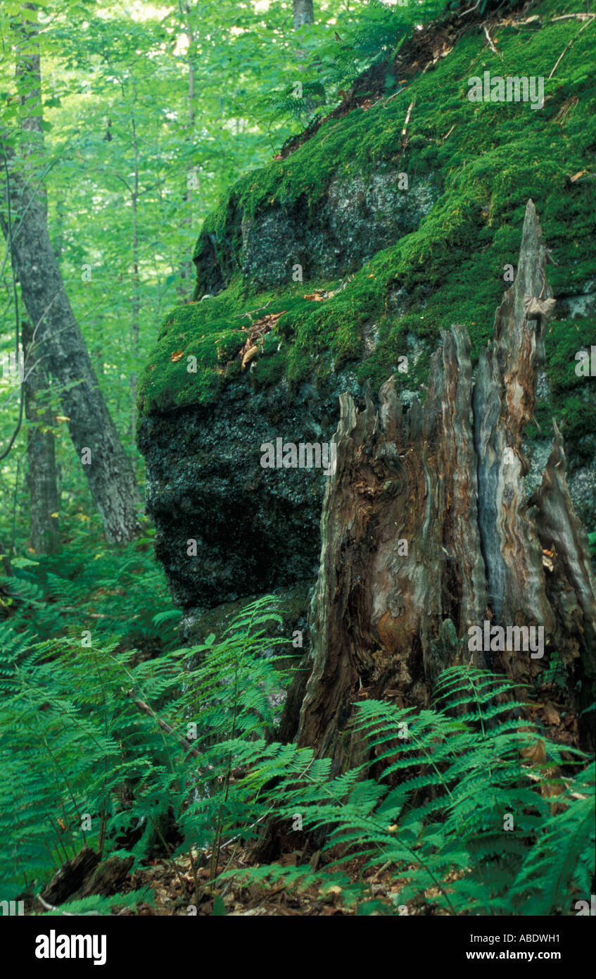 Woodferns and sugar maple stump in an old growth hardwood forest ...
