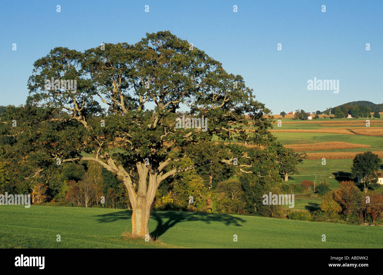 Kent CT An Oak tree in a field in the Litchfield Hills of western ...