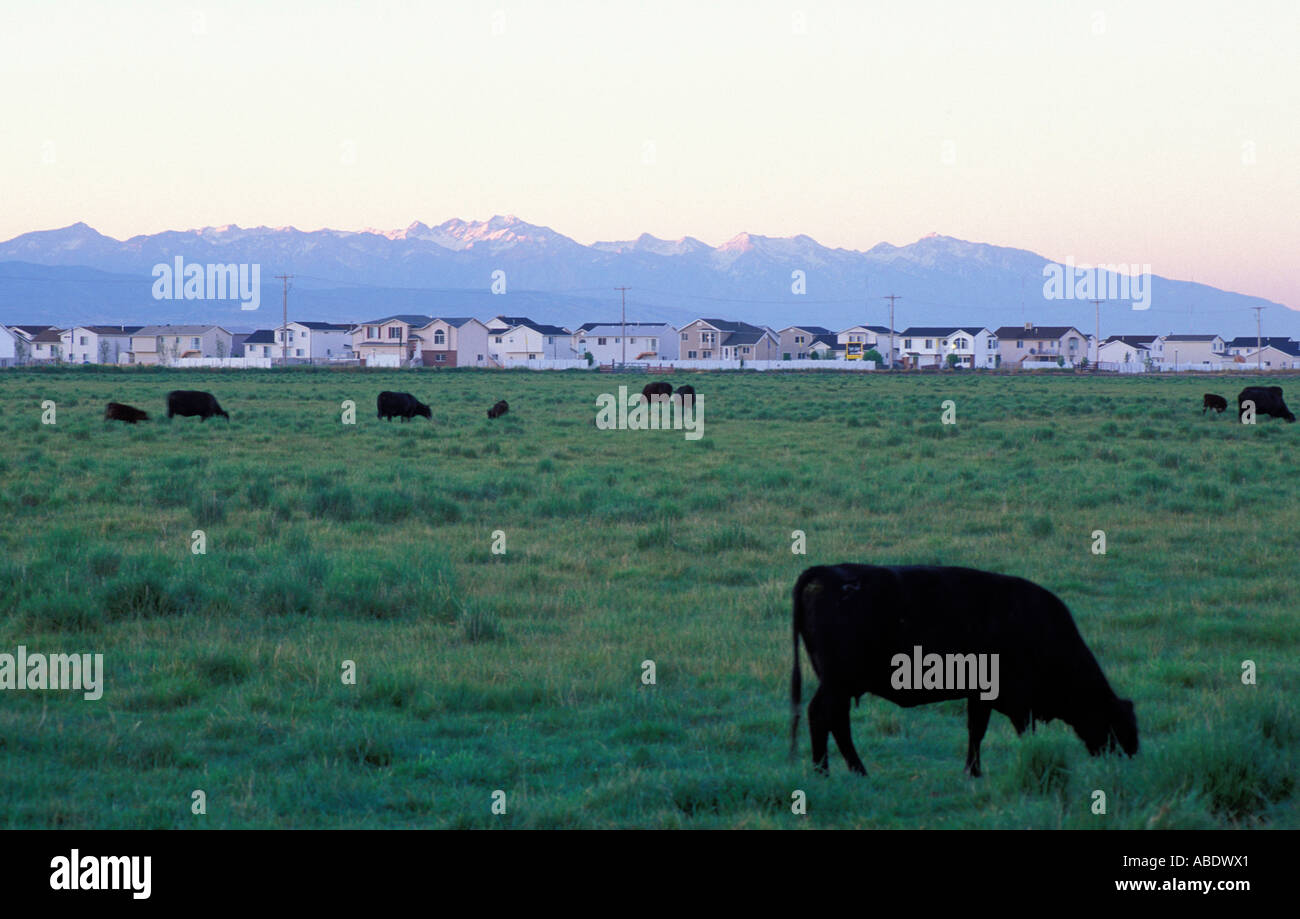 Cattle ranches give way to subdivisions and the Wasatch Range in the ...