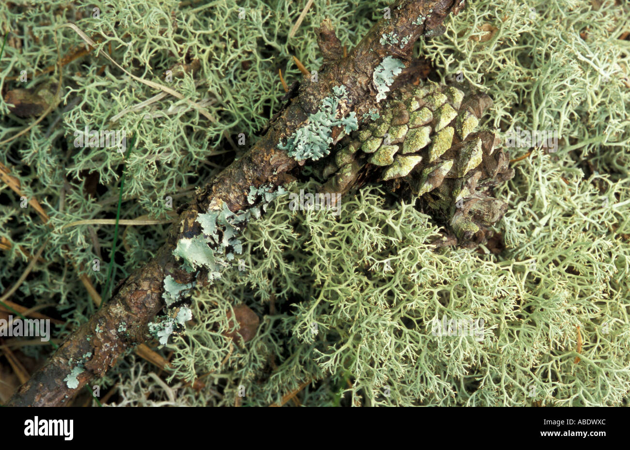 Cladina mitis hi-res stock photography and images - Alamy