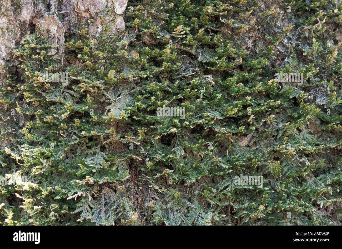 A moss, Neckra pennata, grows on old sugar maples more than 40 cm in ...
