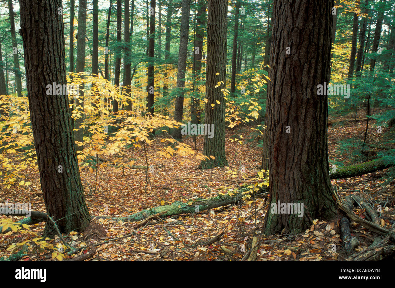 Hillsboro NH A 400 year old virgin grove of eastern hemlock Tsuga ...