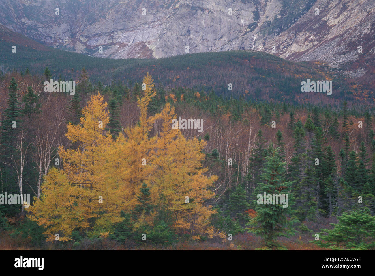 Chimney Pond Trail Baxter S P ME Eastern Larch trees larix laricina in ...