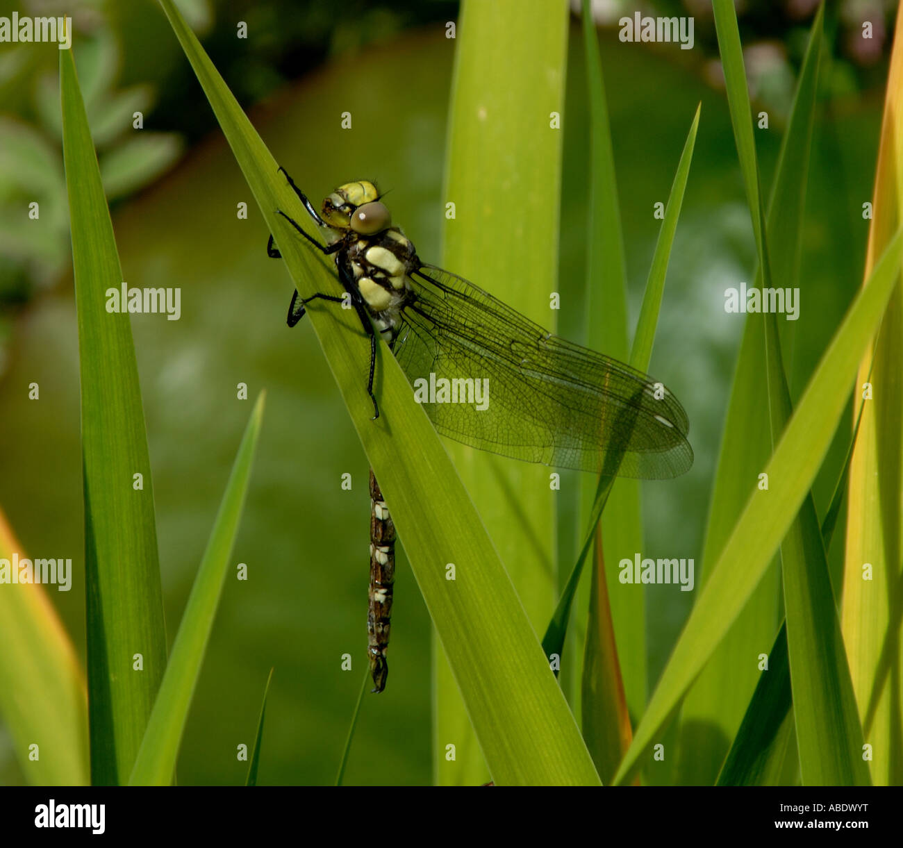 Common hawker hi-res stock photography and images - Alamy