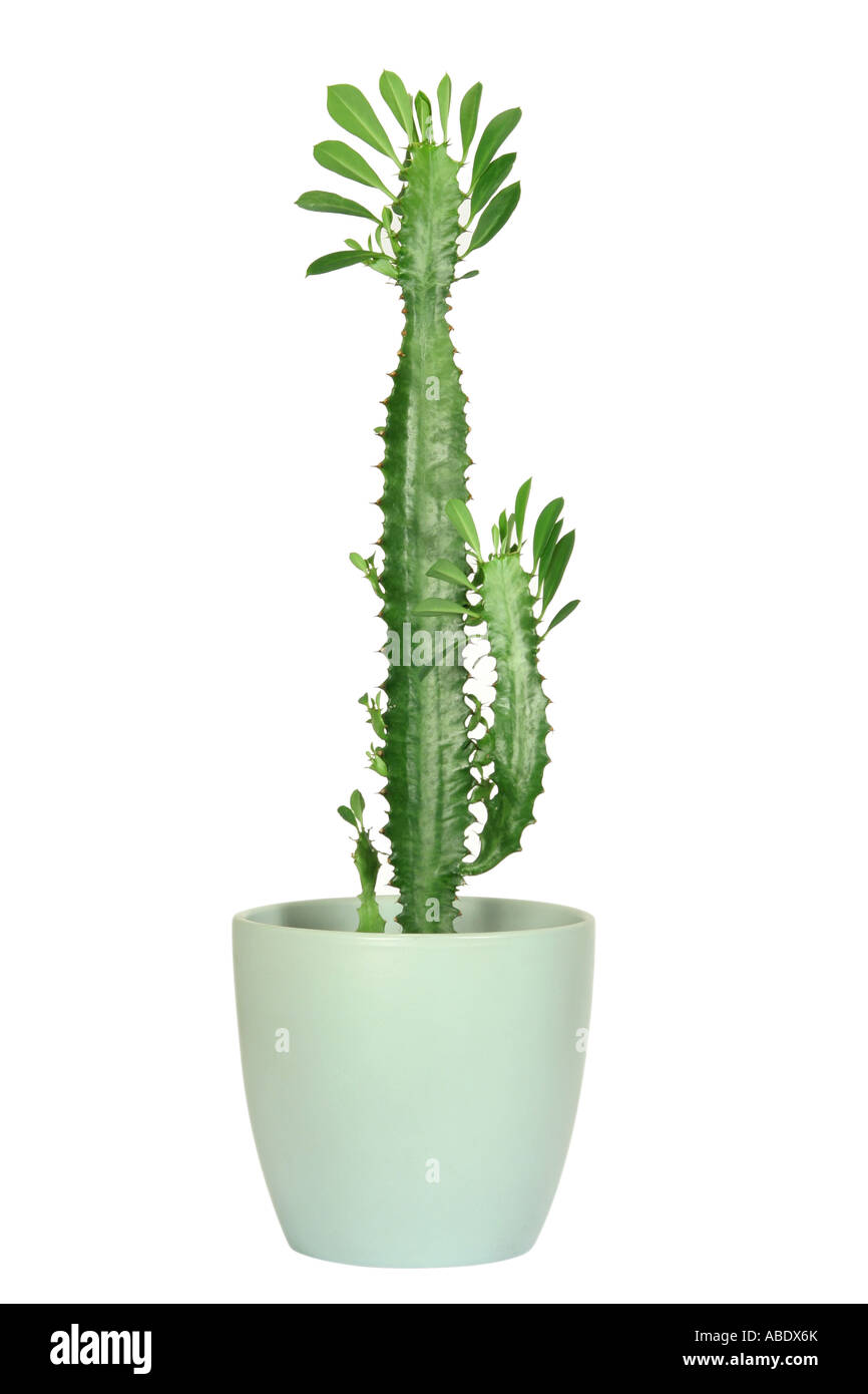 African Milk Tree Euphorbia trigona cactus in a pot Stock Photo - Alamy