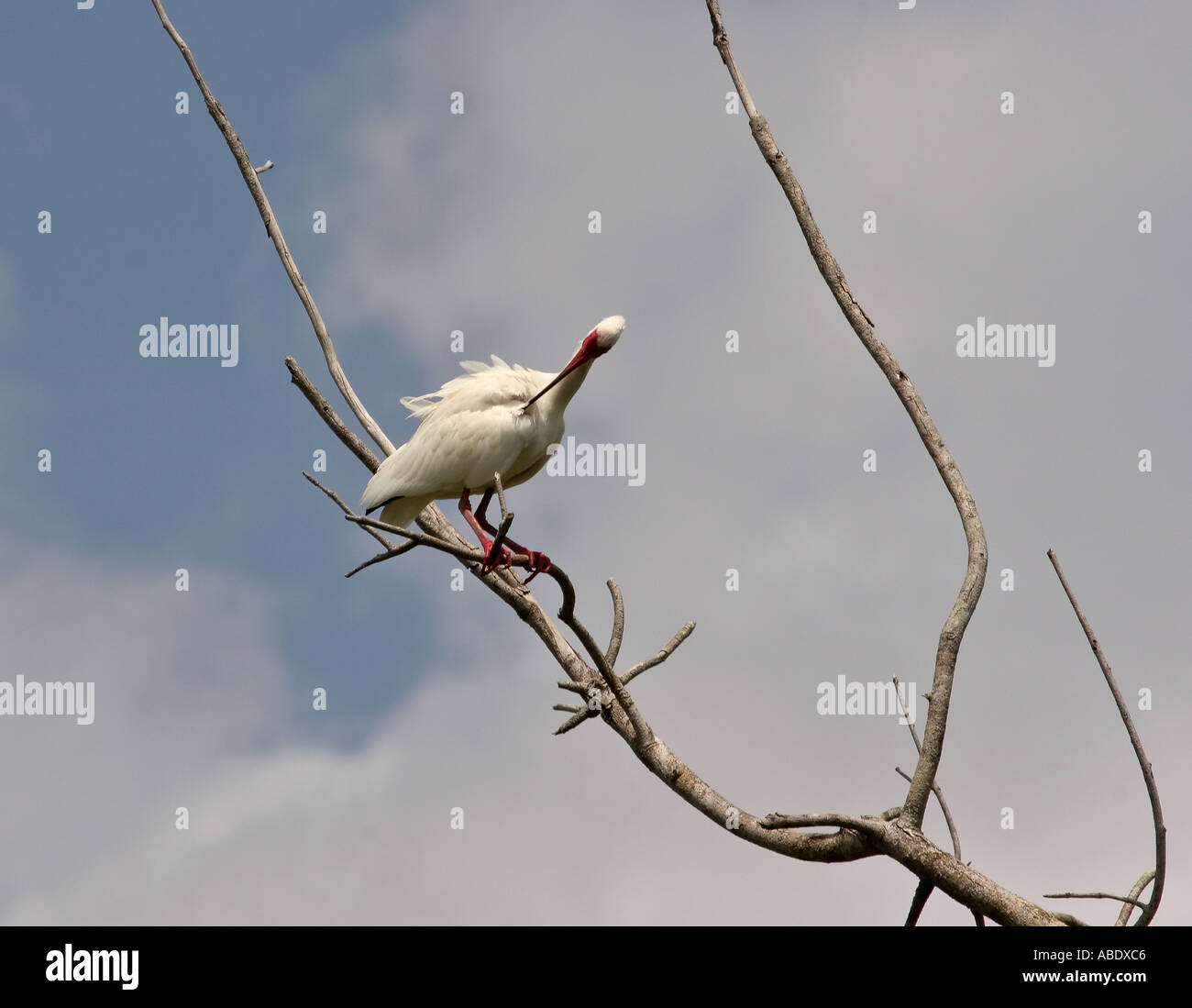 American white ibises tree hi-res stock photography and images - Alamy