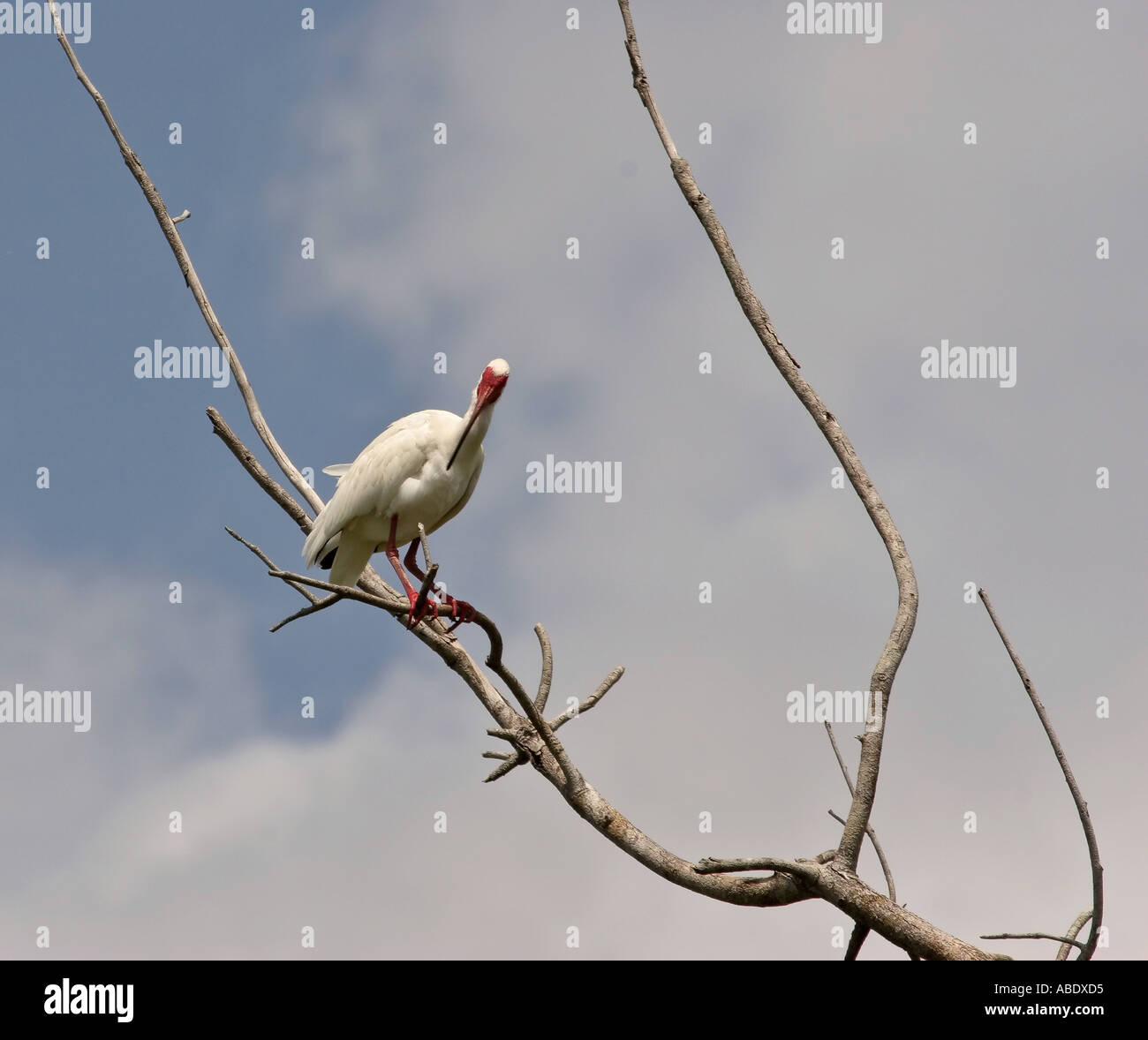 American white ibises tree hi-res stock photography and images - Alamy