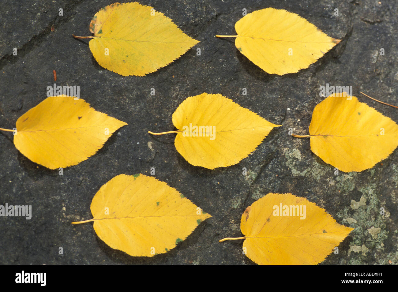 Deerfield NH Yellow Birch leaves Betula alleghaniensis Fall foliage ...