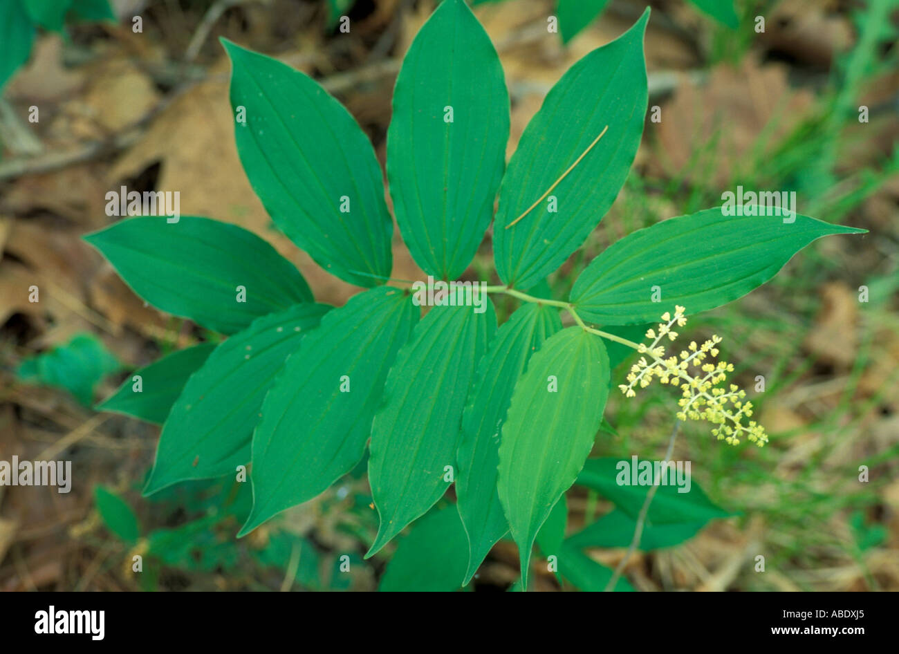 Smilacina racemosa hi-res stock photography and images - Alamy