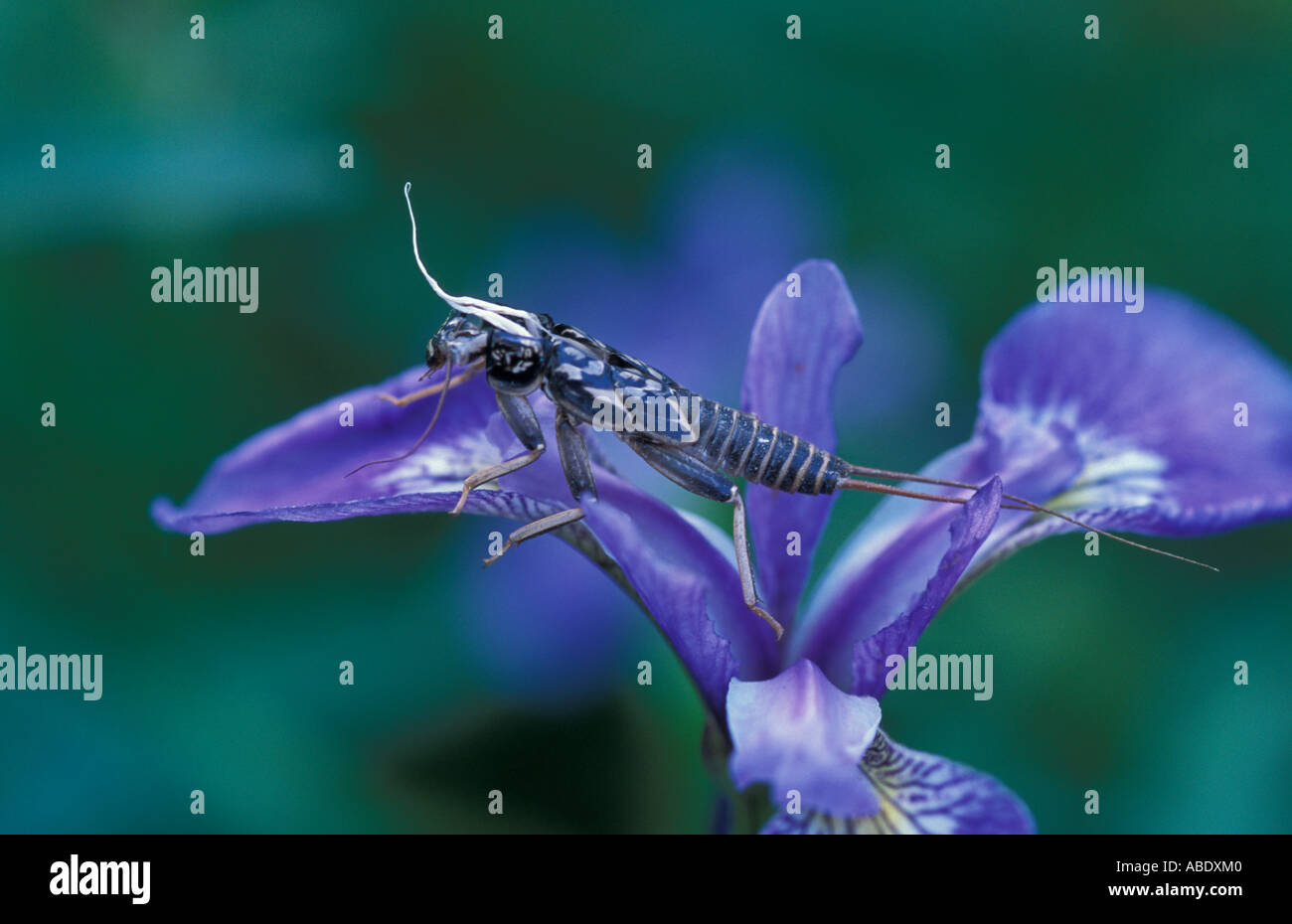 Errol NH Large Blue Flag Iris versicolor with caddis fly exoskeleton ...