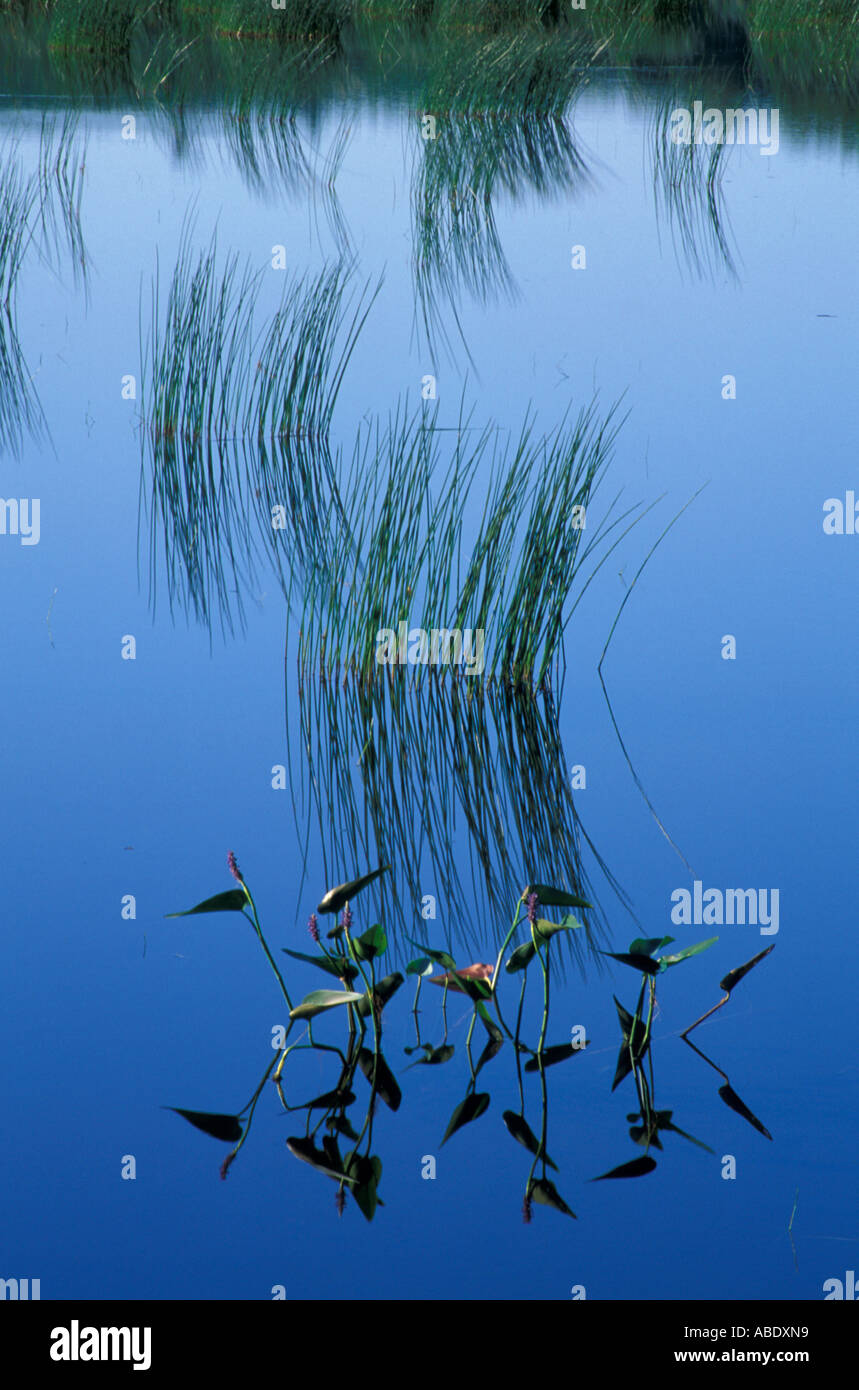 Acadia National Park ME Pickerelweed Pontederia cordata Glacial tarn ...