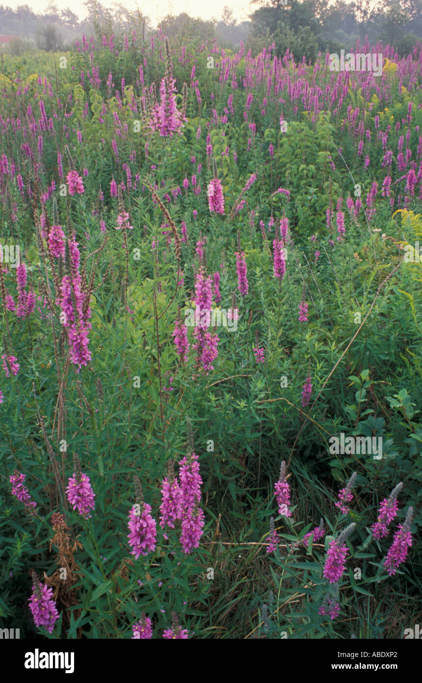 Purple loosestrife lythrum salicaria wetland flowering hi-res stock ...