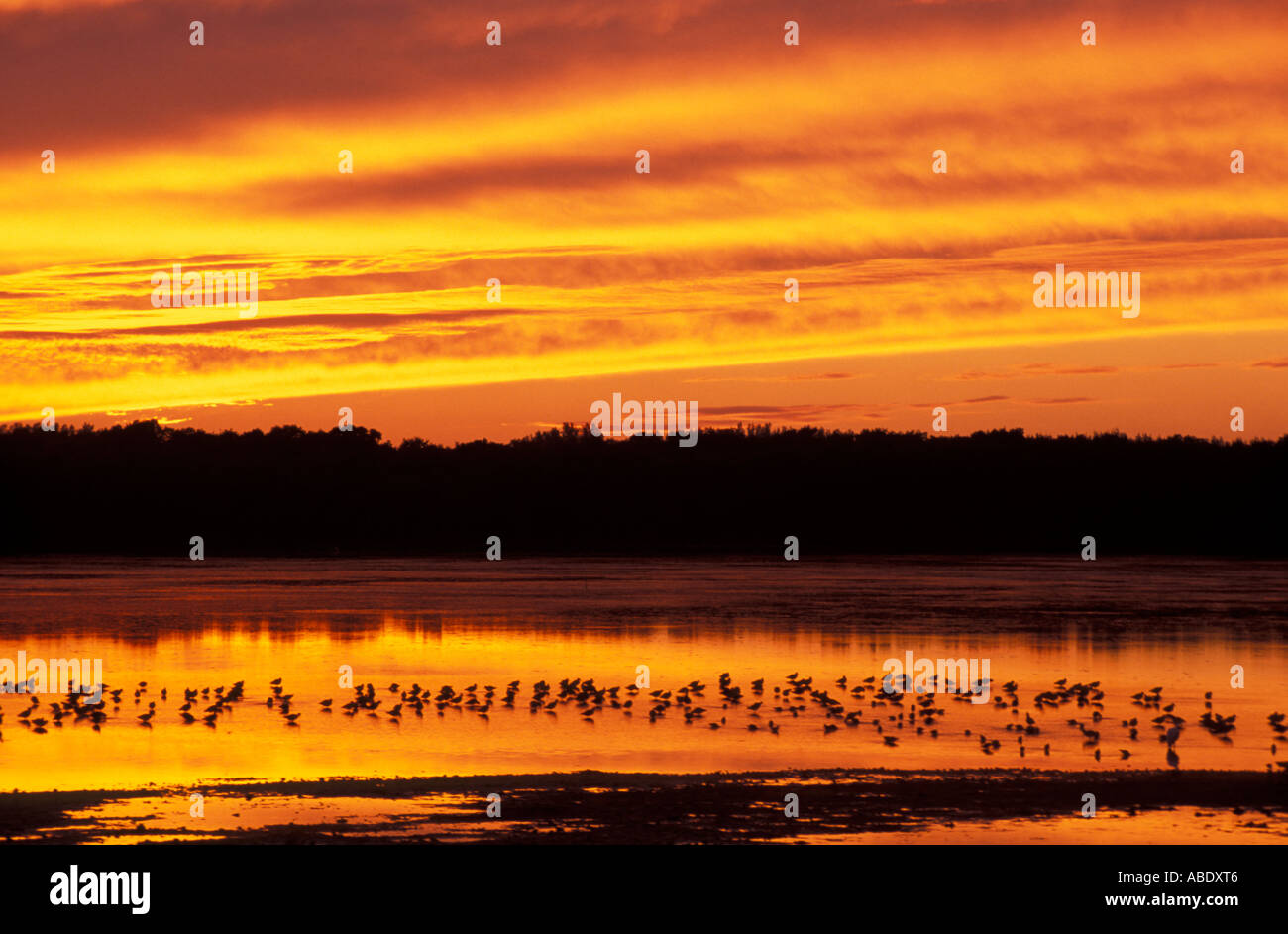 Shorebirds and wading birds silhoutted against the colors of sunset at ...
