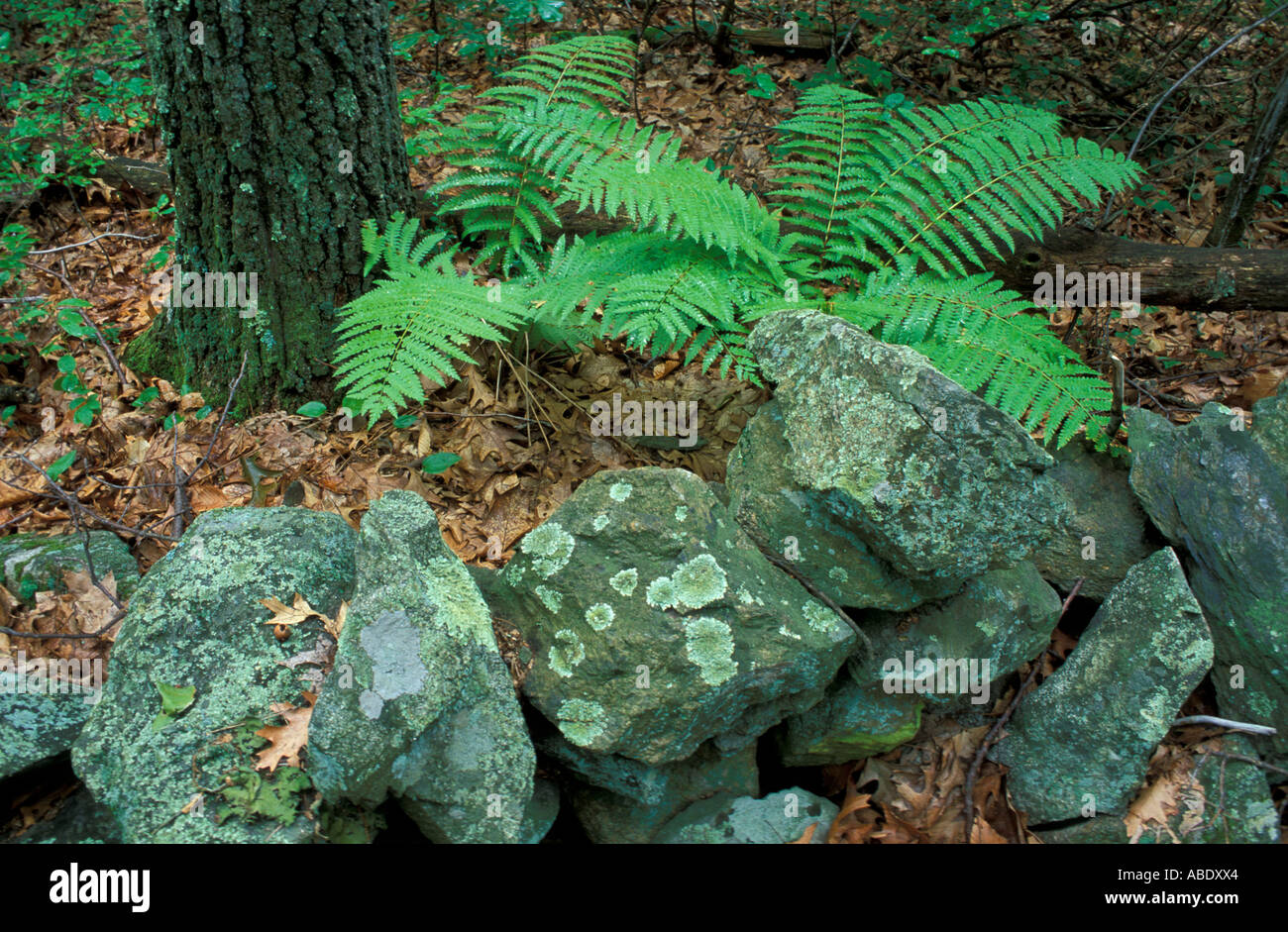 A stone wall ferns and the trunk of an oak tree Stock Photo - Alamy