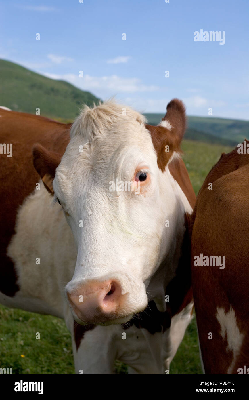 Nosey hi-res stock photography and images - Alamy