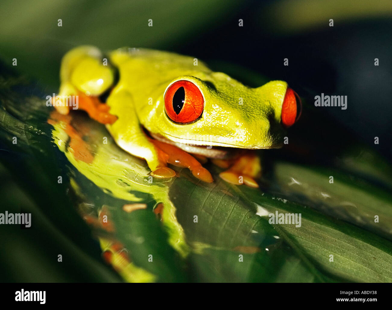 FROG RED EYES FROG AGALYCHNIS CALLIDRYAS Stock Photo - Alamy