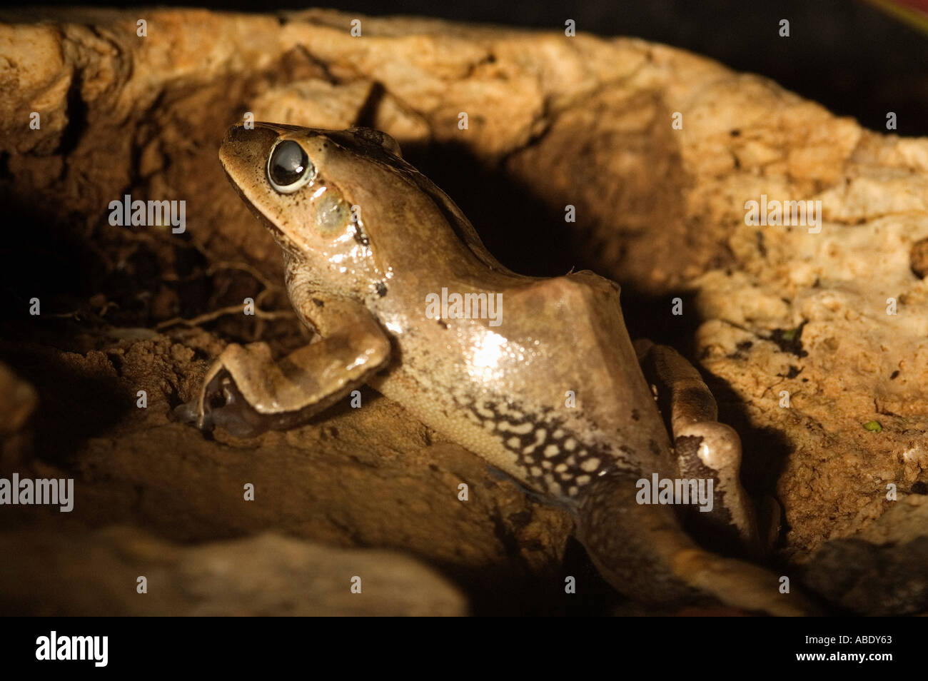 FROG RED FEET FROG KASSINA MAKULATA Stock Photo - Alamy
