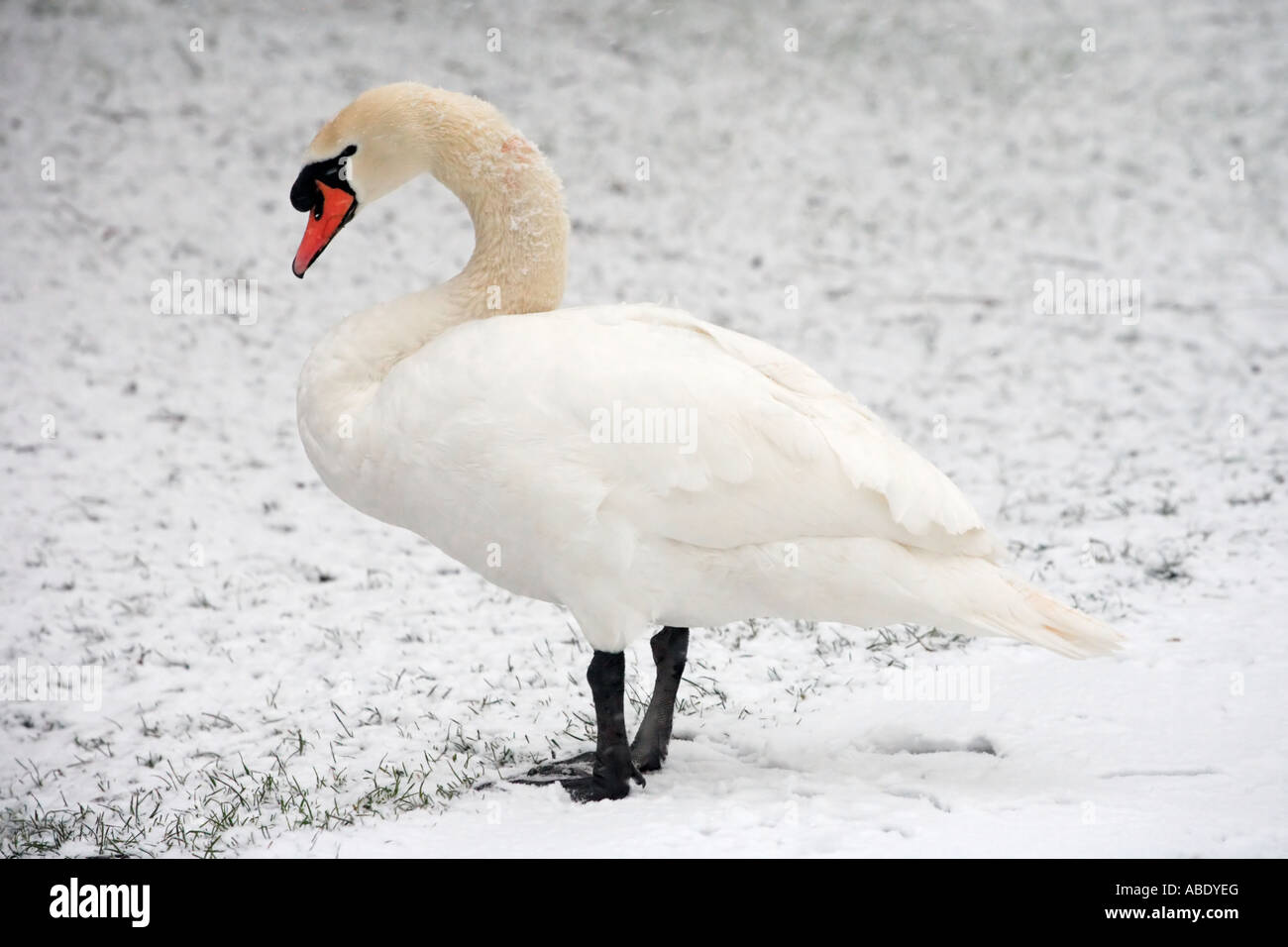 Swan standing hi-res stock photography and images - Alamy