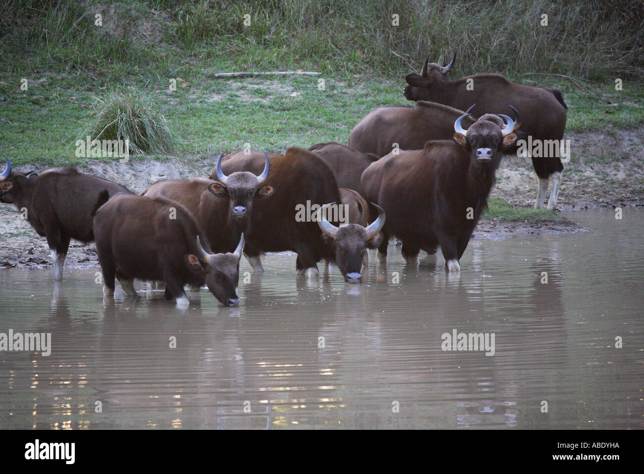 Indian Gaur Calf High Resolution Stock Photography and Images - Alamy