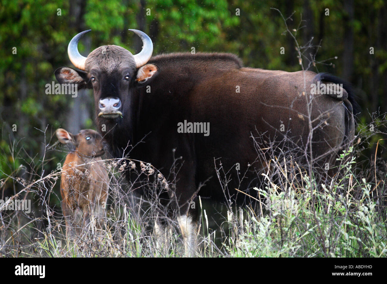 Gaur and calf hi-res stock photography and images - Alamy